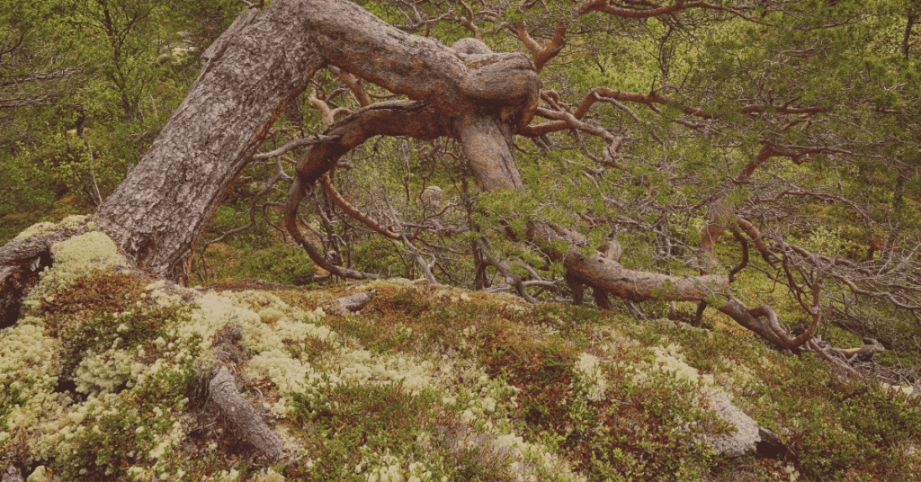 How to Build a Survival Shelter in the Woods (6 Design & Ideas)